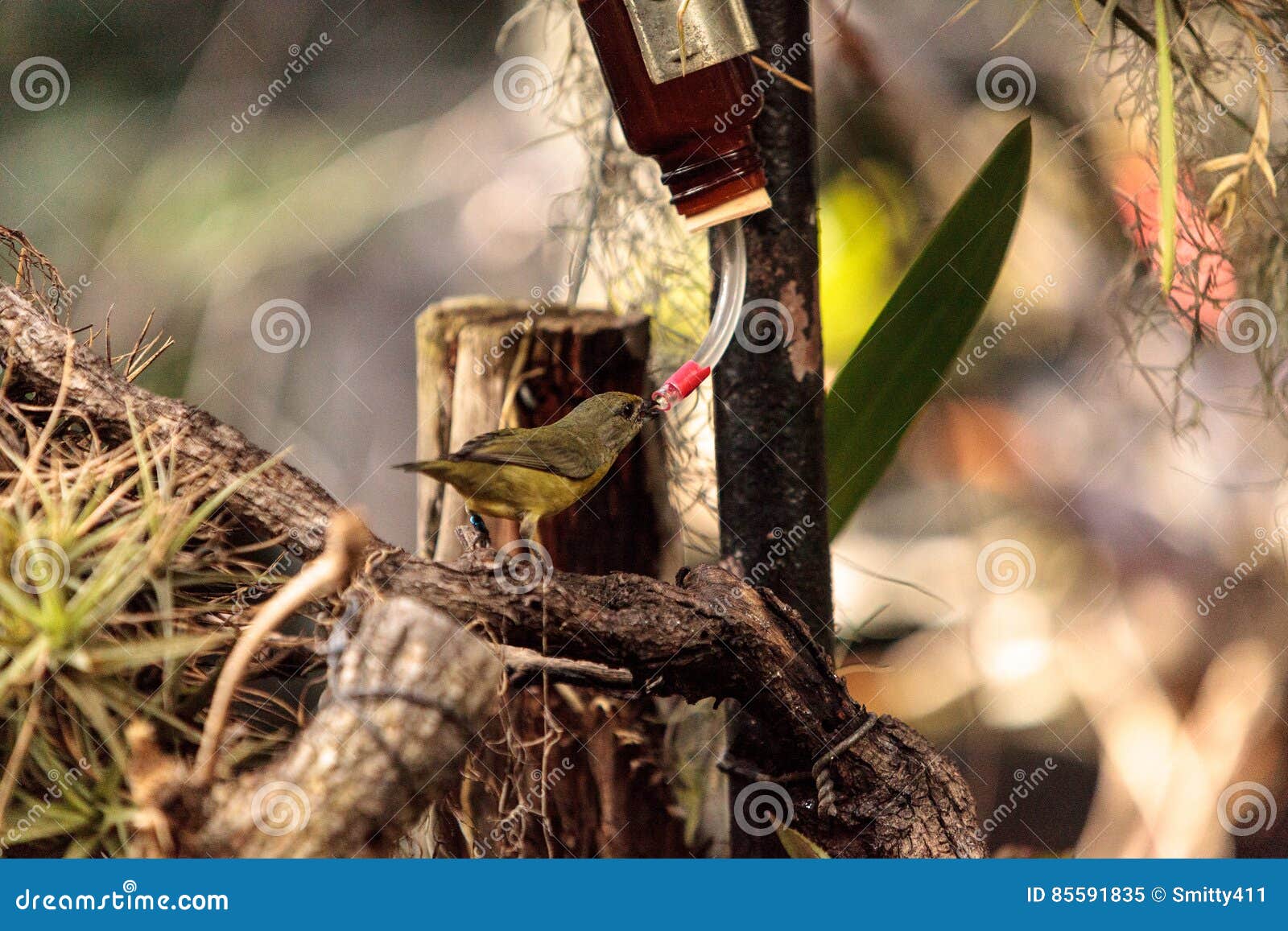 Golden Collared Manakin Manacus Vitellinus Stock Image - Image of ...