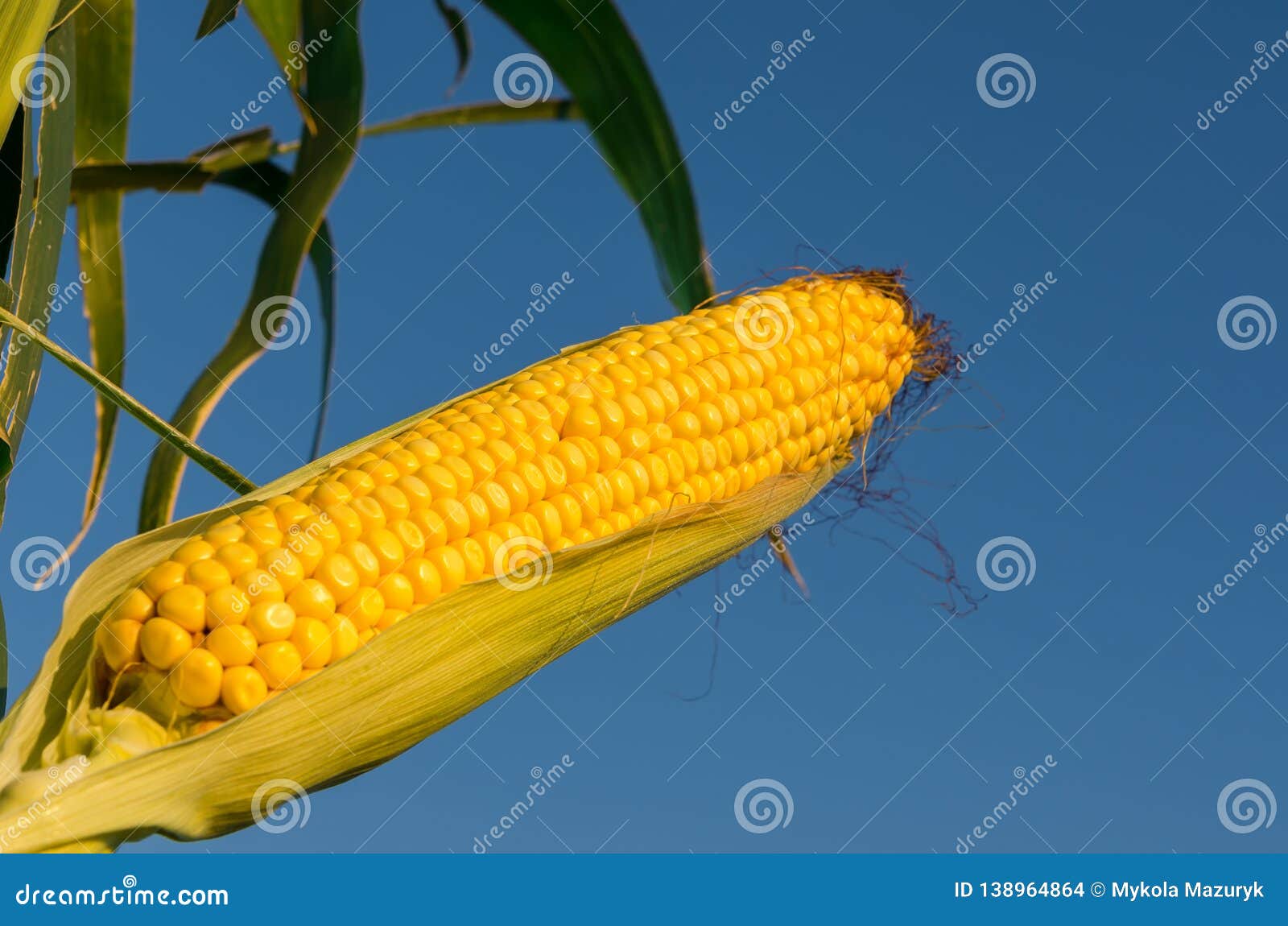 Golden Corn on Field and Blue Sky As Background Stock Photo - Image of ...