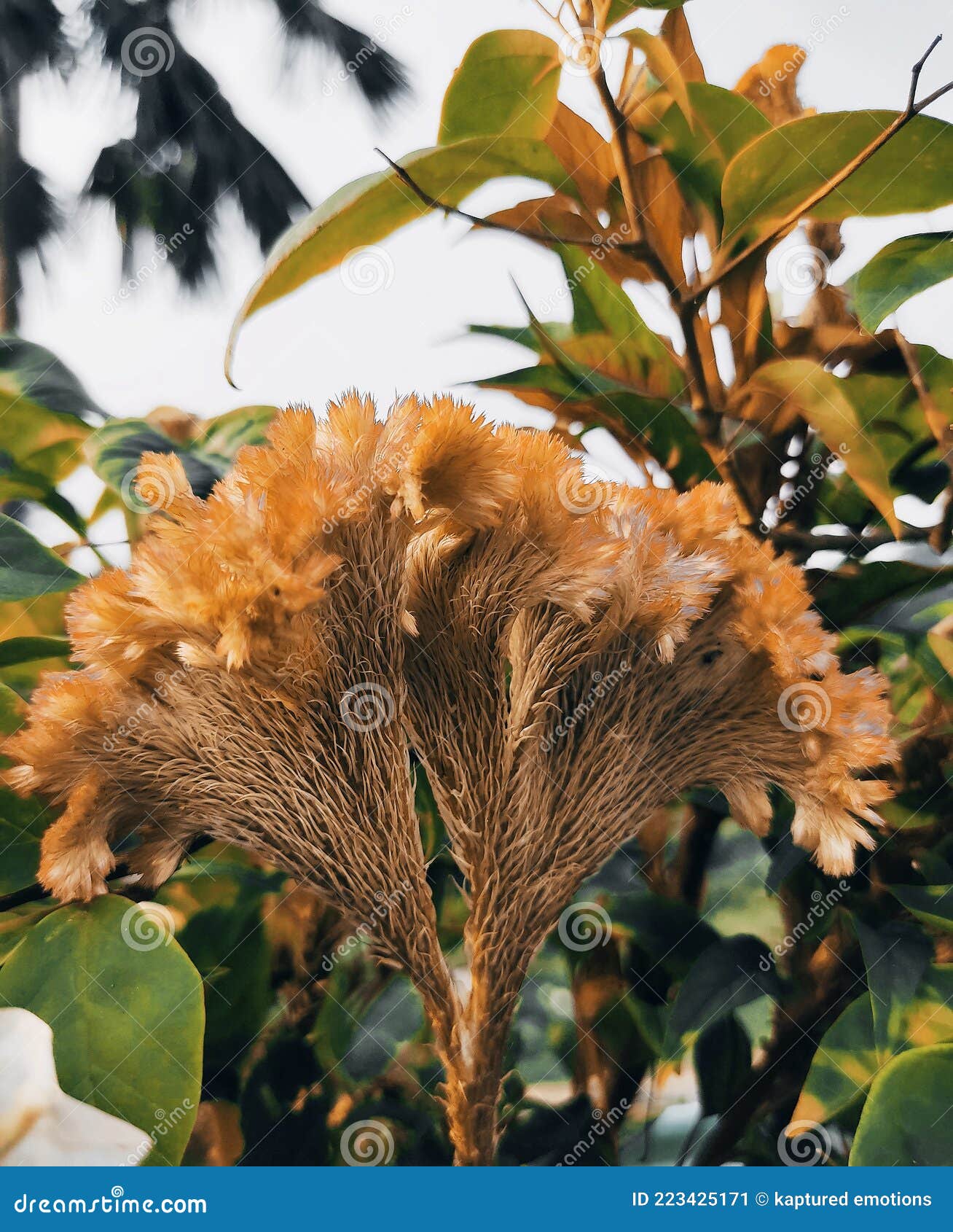 Golden color flower stock image. Image of yellow, fruit - 223425171