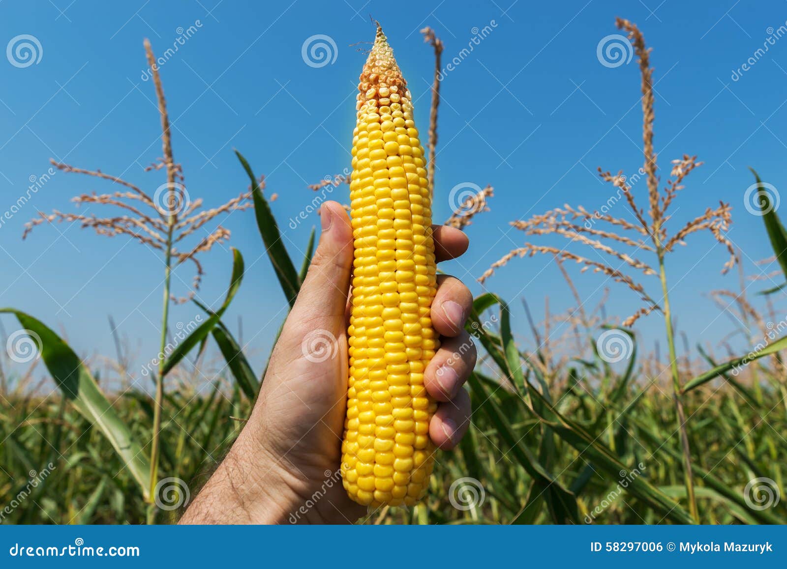 Golden color maize in hand stock photo. Image of grain - 58297006