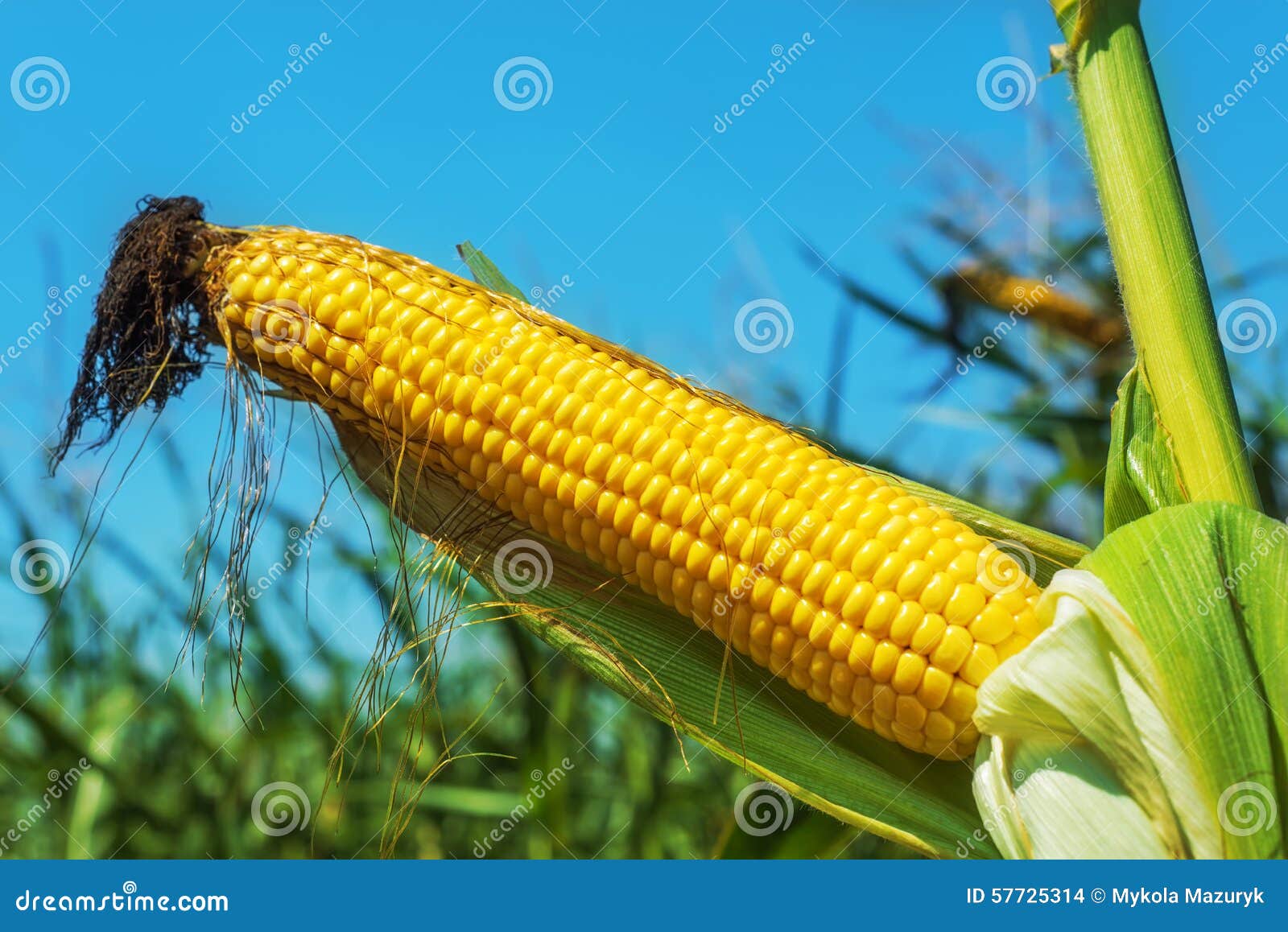 Golden color maize on stem stock photo. Image of maize - 57725314