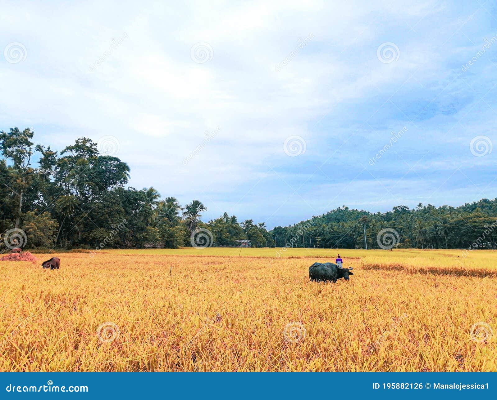 Golden Color of Rice Fields Stock Photo - Image of produce, color ...
