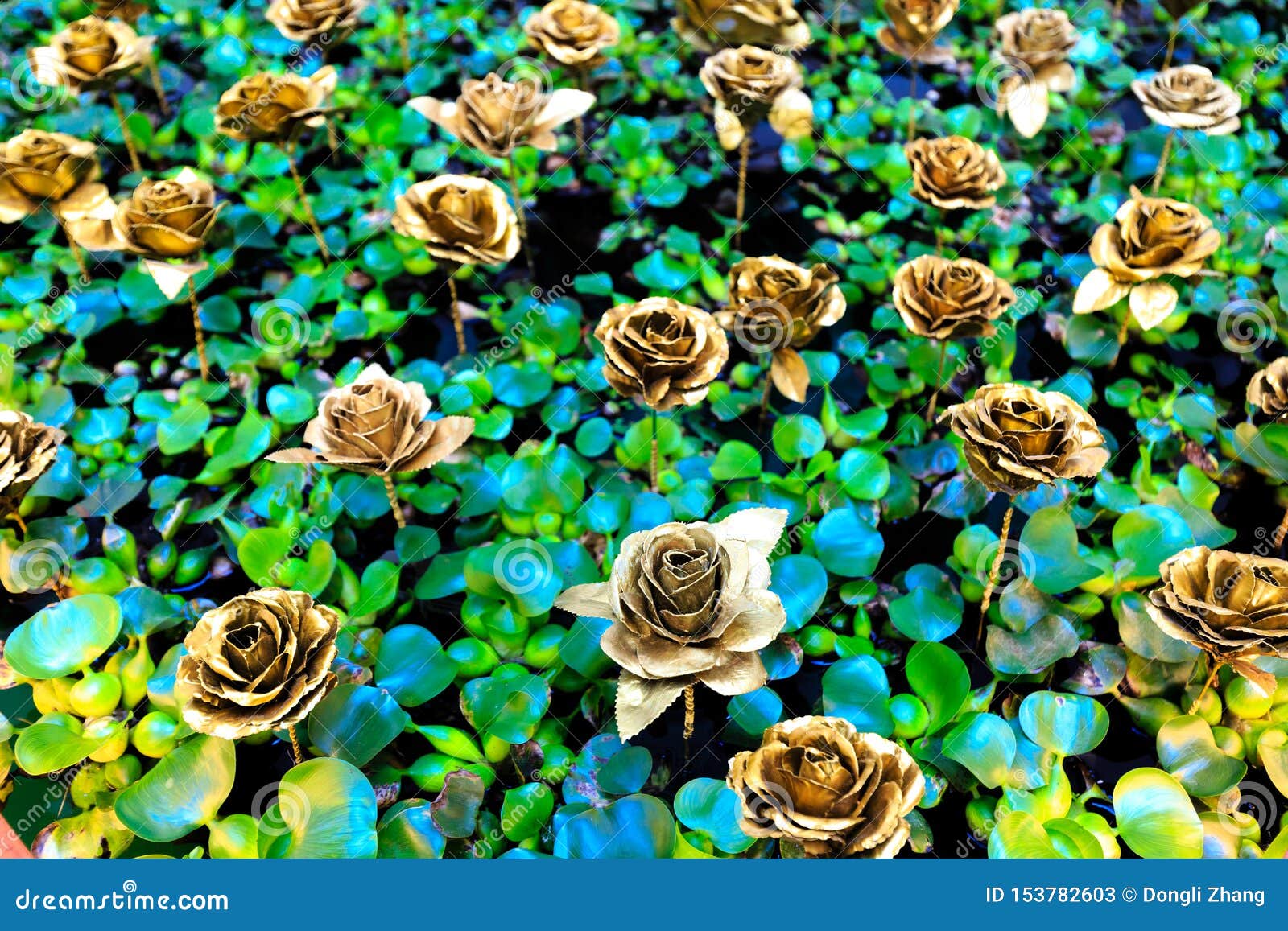 Golden Color Rose on the Green Leaf in Pool Background Stock Image ...