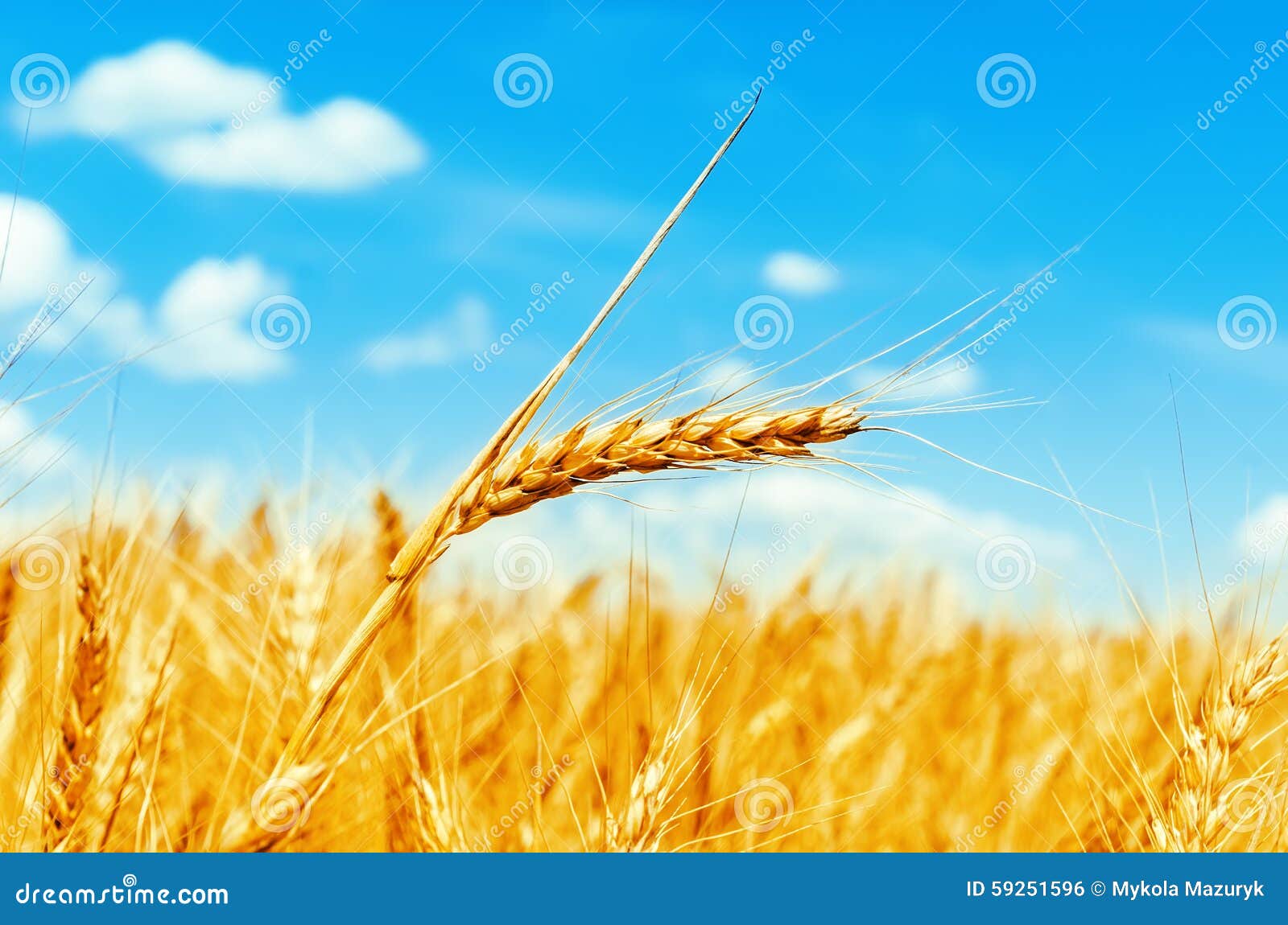 Golden Color Wheat Ear on Field Stock Photo - Image of plant, seed ...