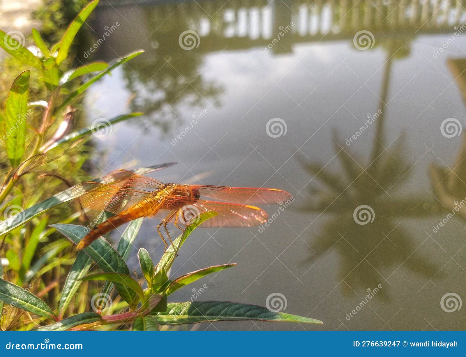 Golden Colored Dragonflies Pond and Trees Stock Image - Image of wing ...