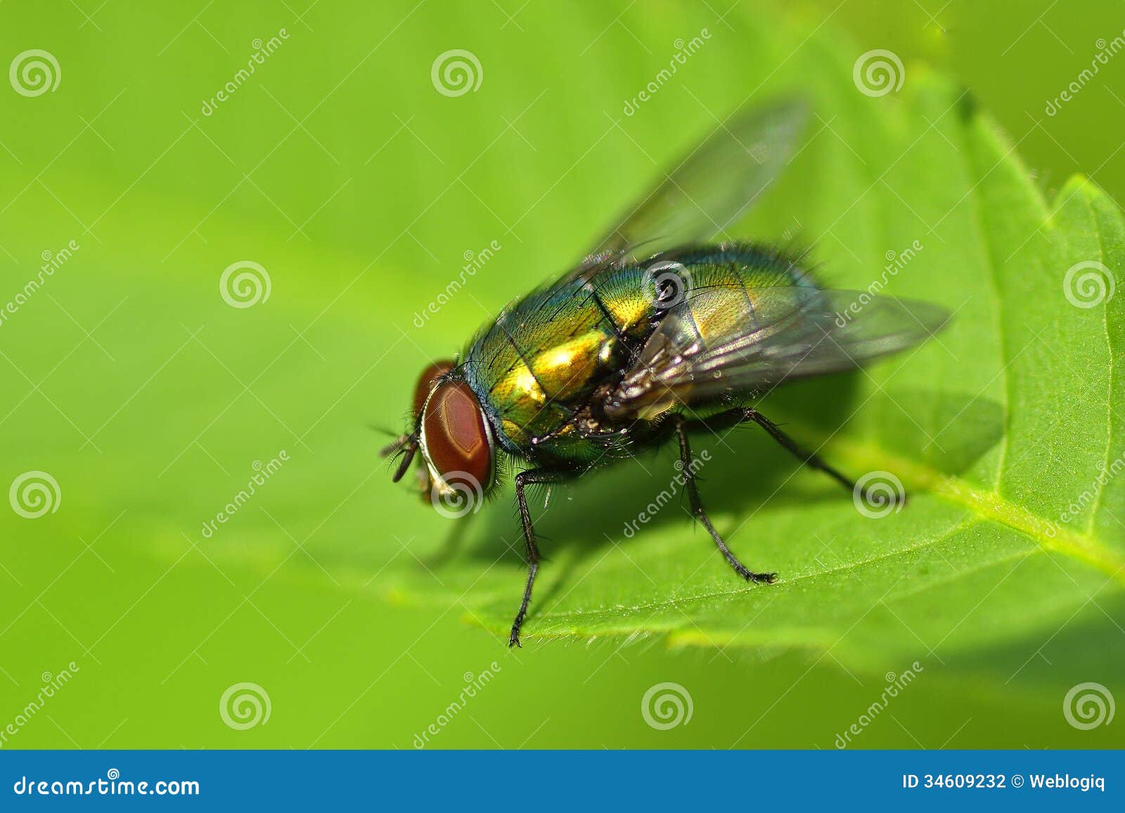 Golden Colored Fly on Leaf Closeup View Stock Photo - Image of leaf ...