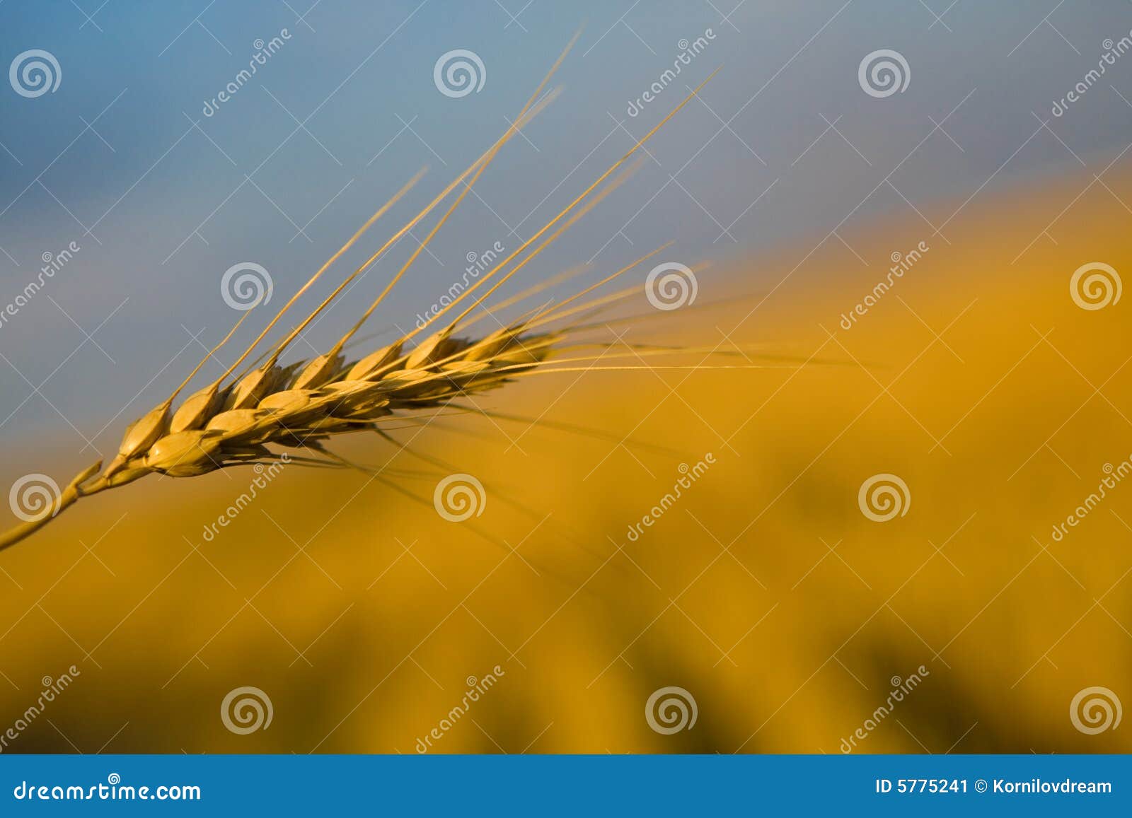 Golden colored weat stock image. Image of agriculture - 5775241