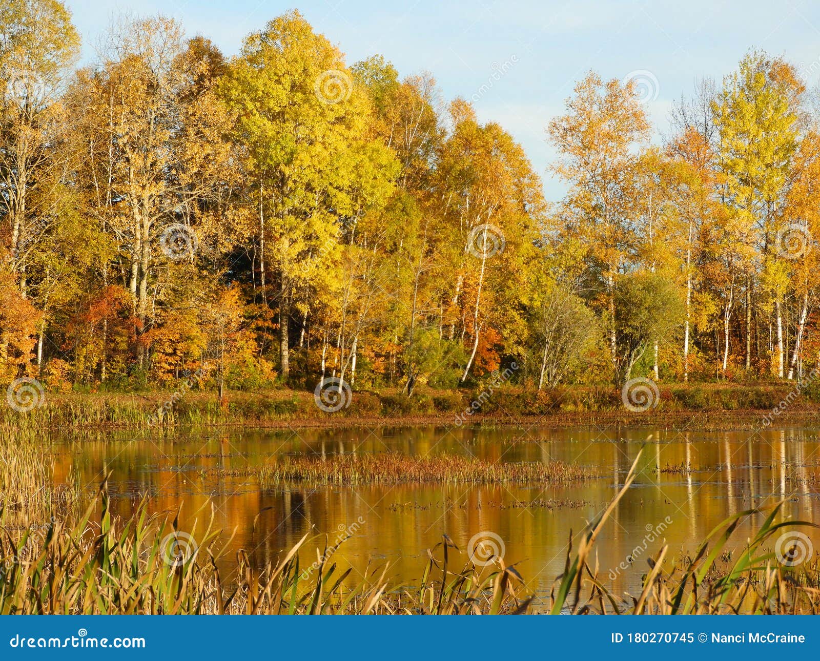 Golden Tree Foliage Colors of Adirondack Fall Season Stock Image ...
