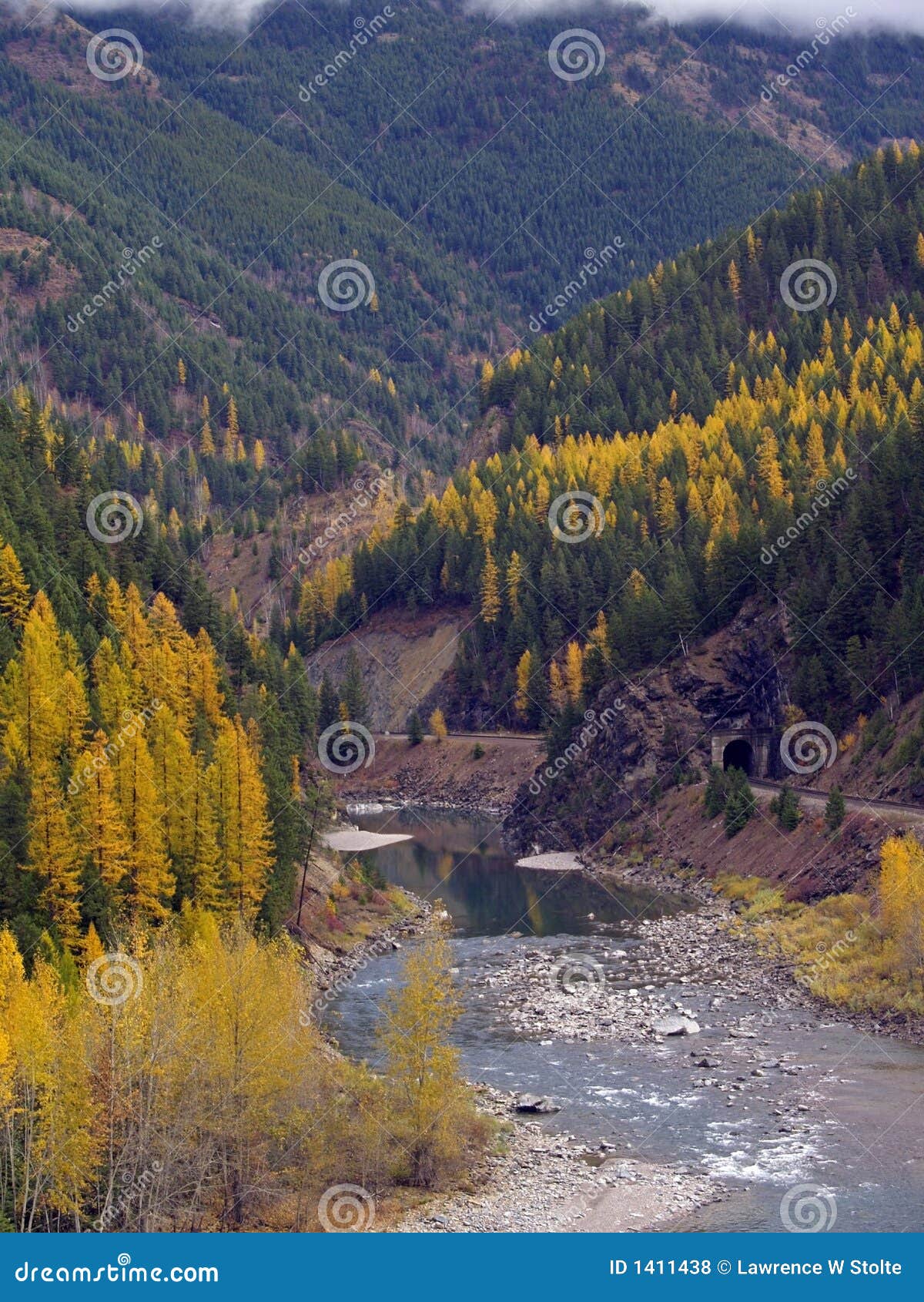 Golden Colors Along the Middle Fork Stock Photo - Image of forest ...