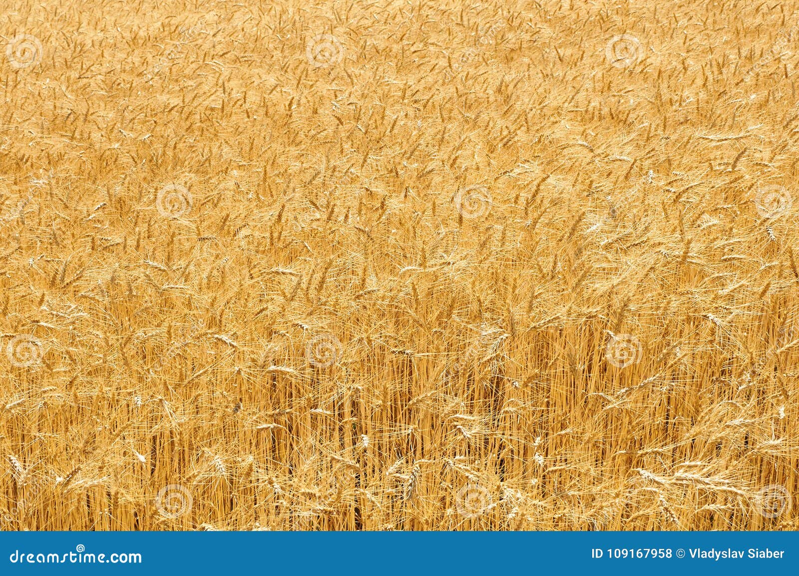 Golden Colors of Ripe Wheat Field Stock Photo - Image of agricultural ...