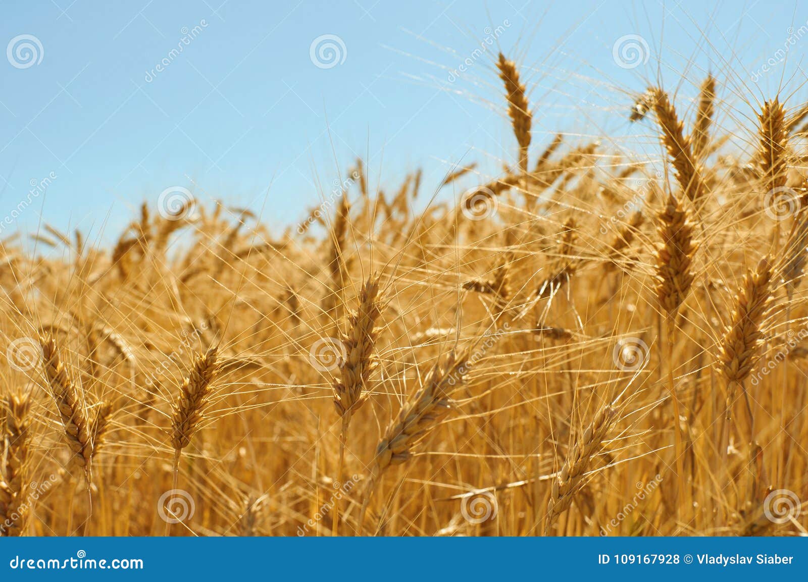 Golden Colors of Ripe Wheat Field Stock Photo - Image of crop, view ...