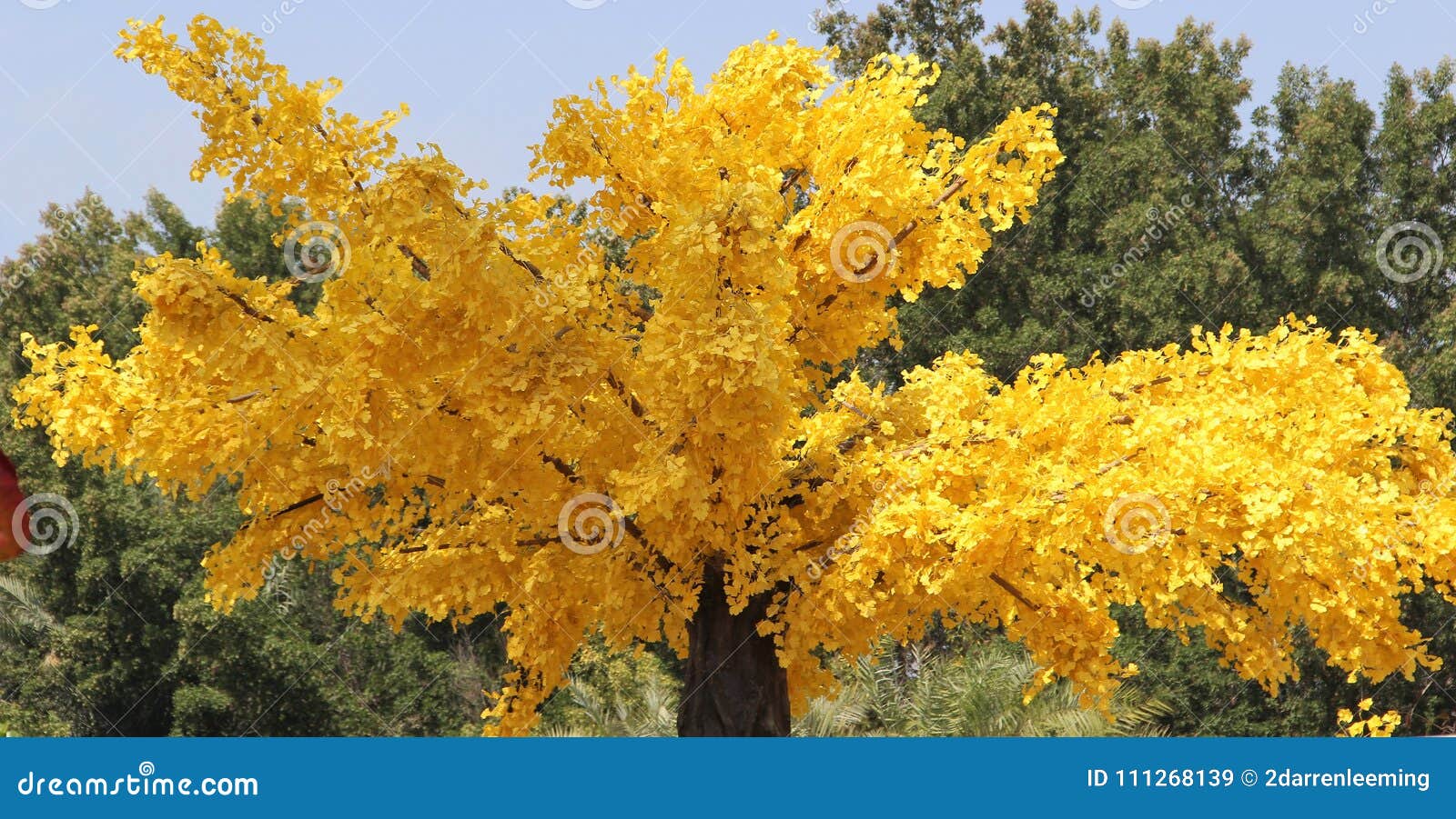 Golden in colour tree stock image. Image of autumn, garden - 111268139