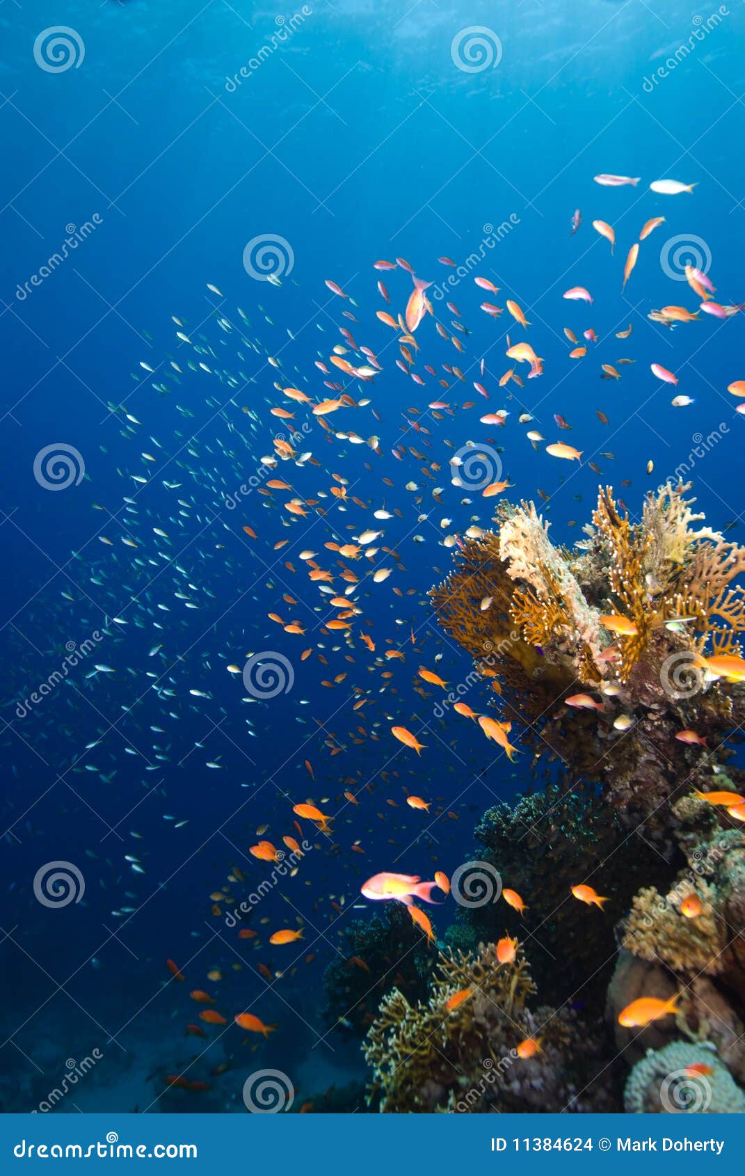 Golden Coloured School and Coral Reef Stock Photo - Image of sunray ...
