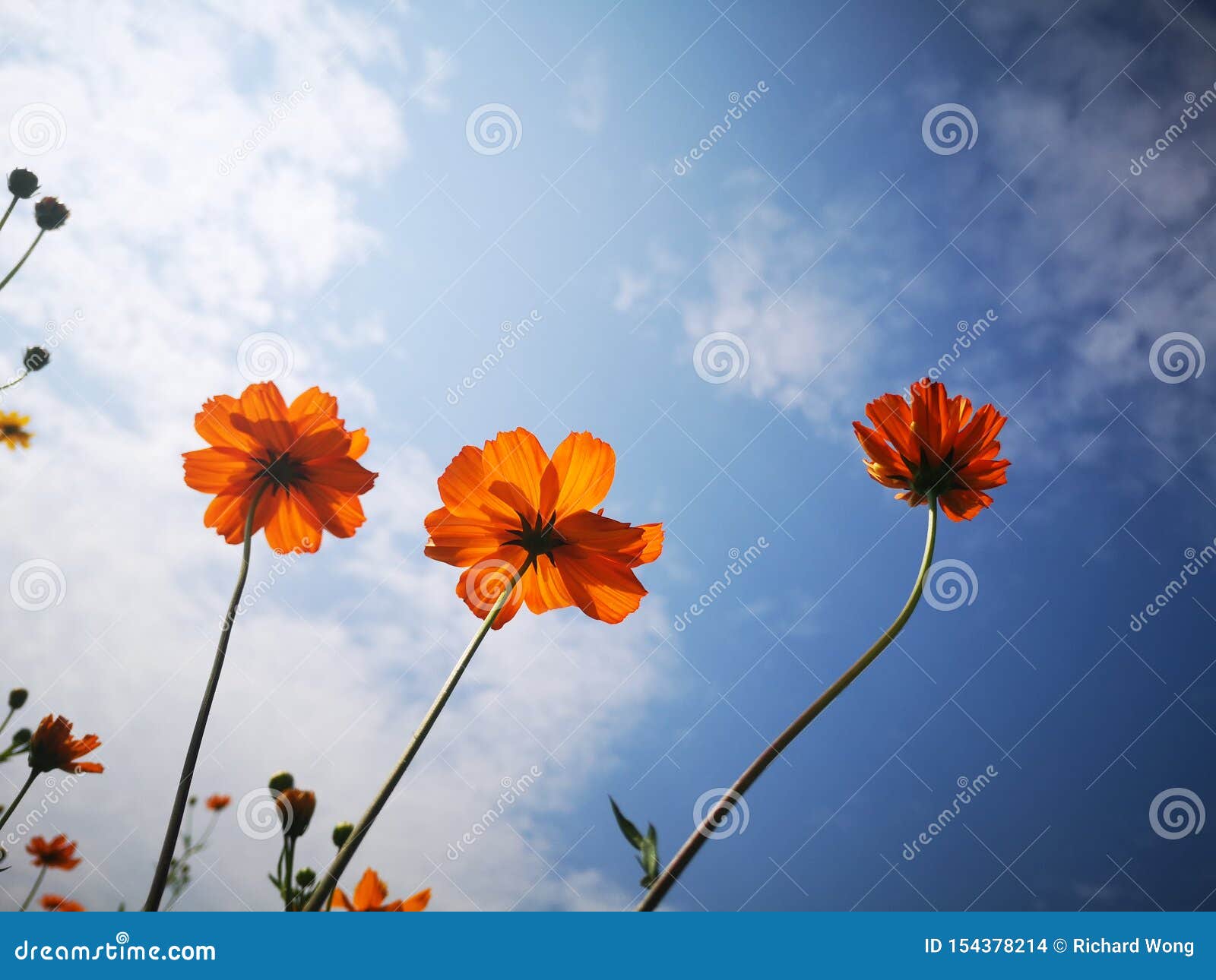 Golden Coreopsis Flowers Blossoming Under the Sun Stock Photo - Image ...