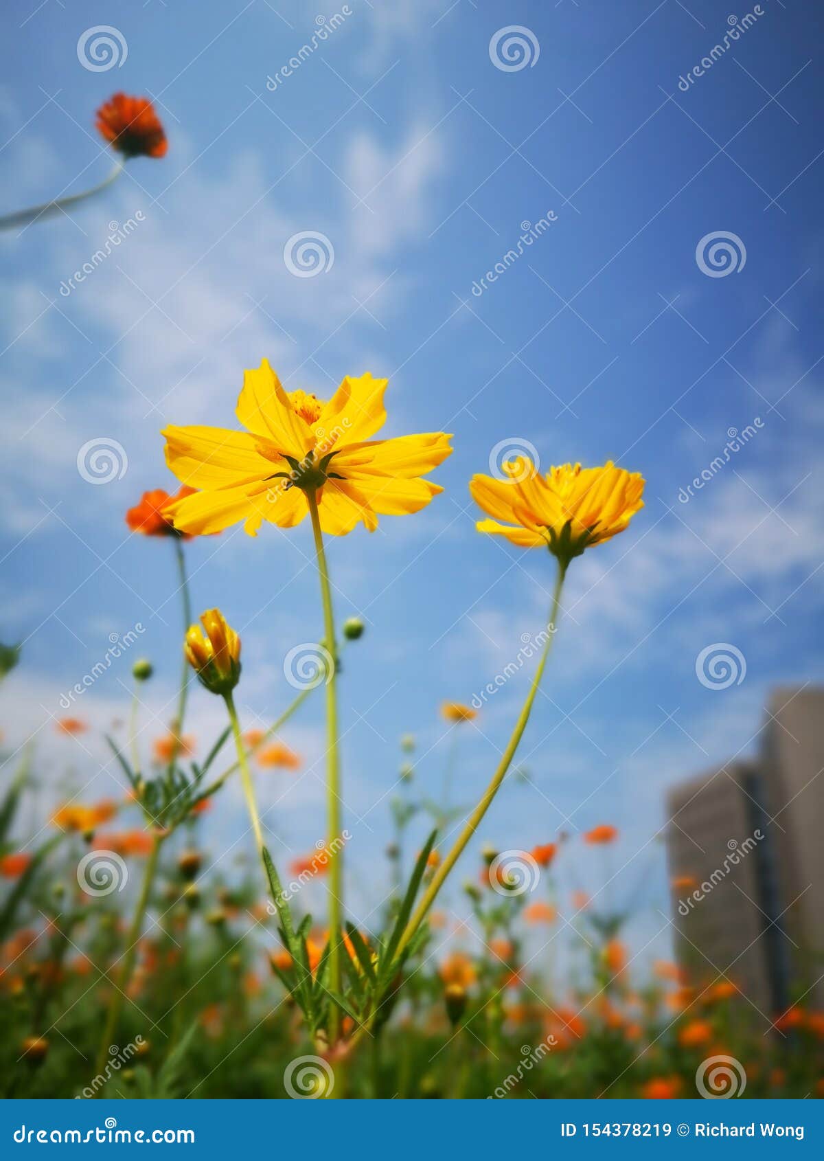 Golden Coreopsis Flowers Blossoming Under the Sun Stock Image - Image ...