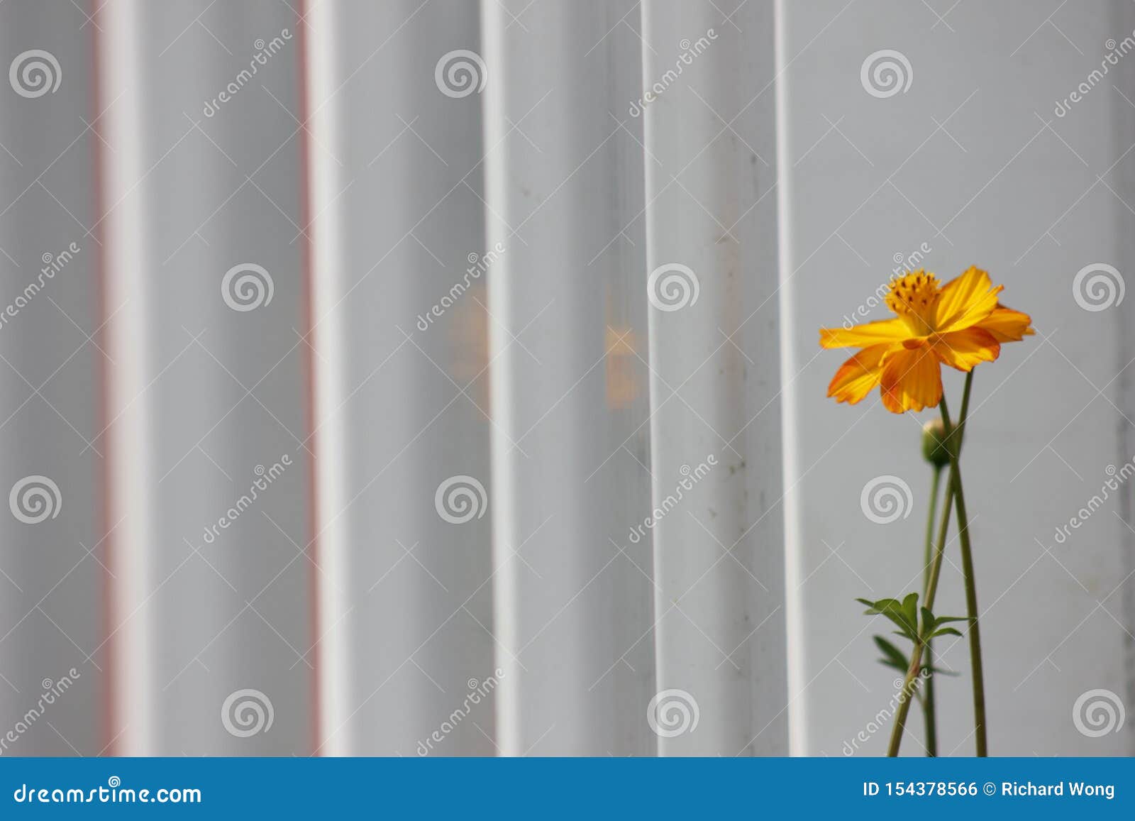 Golden Coreopsis Flowers Blossoming Under the Sun Stock Photo - Image ...