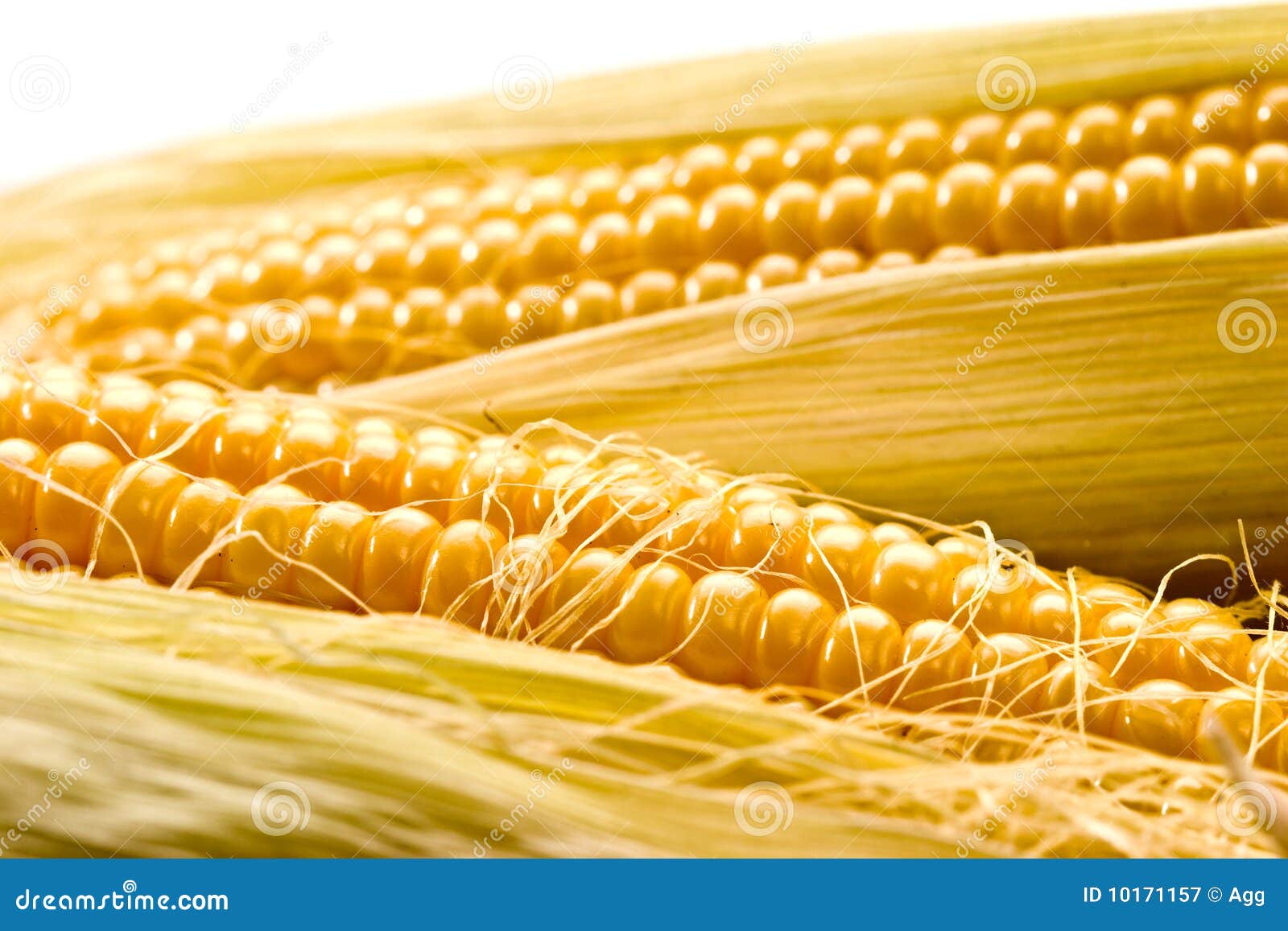 Golden corn stock image. Image of plant, tasty, vegetable - 10171157