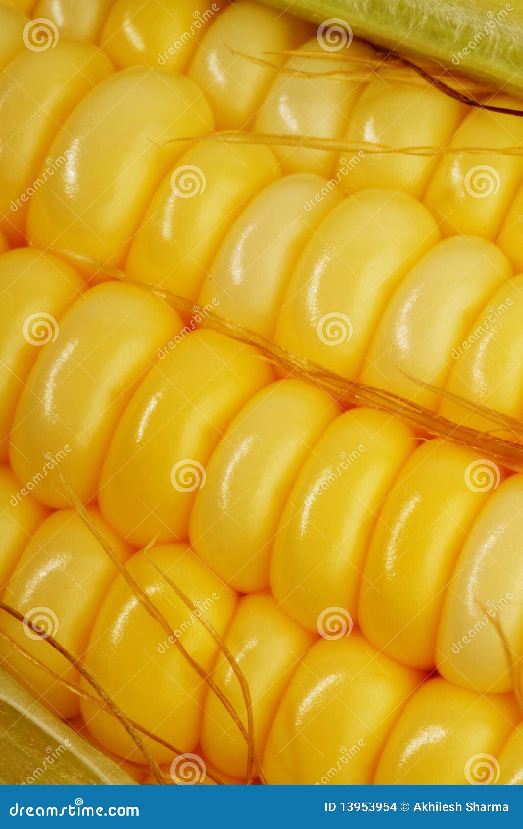Golden corn stock photo. Image of green, closeup, golden - 13953954