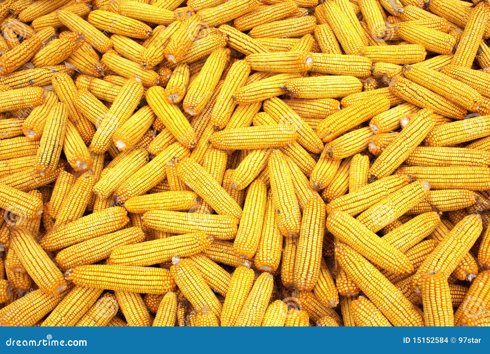 Golden corn stock photo. Image of extractive, import - 15152584
