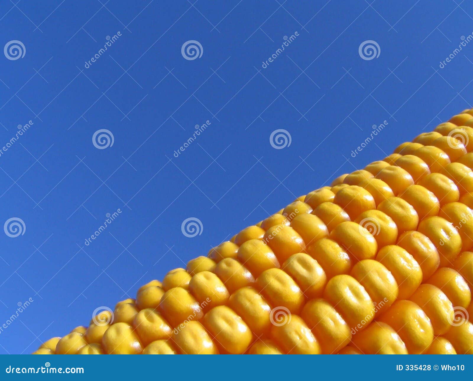 Golden Corn stock photo. Image of source, forage, holiday - 335428
