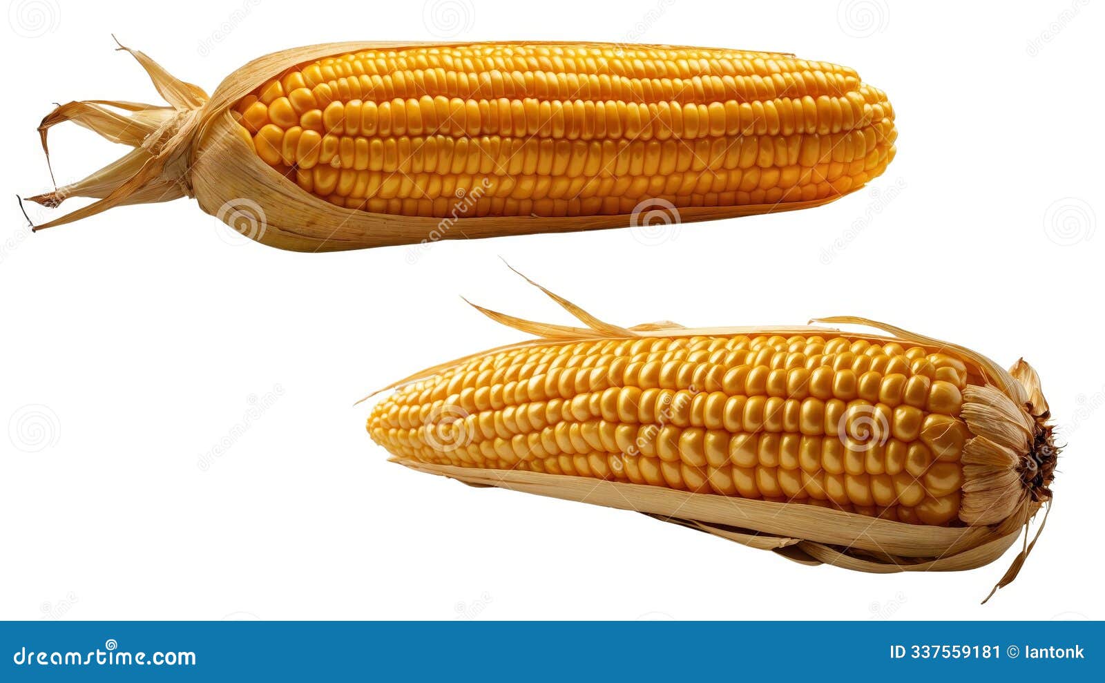 A Golden Corn Cob Displayed in Various Positions on a White Background ...