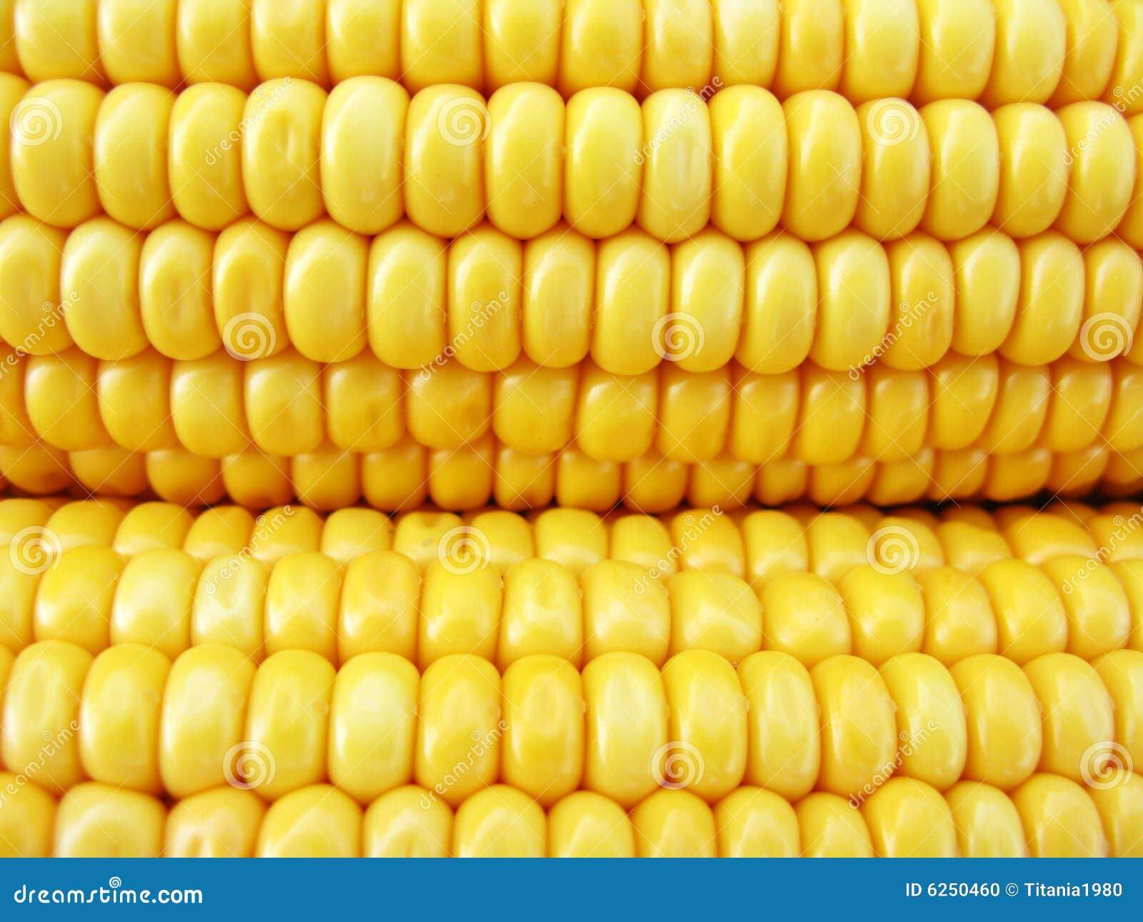 Golden corn cobs stock photo. Image of food, fresh, maize - 6250460