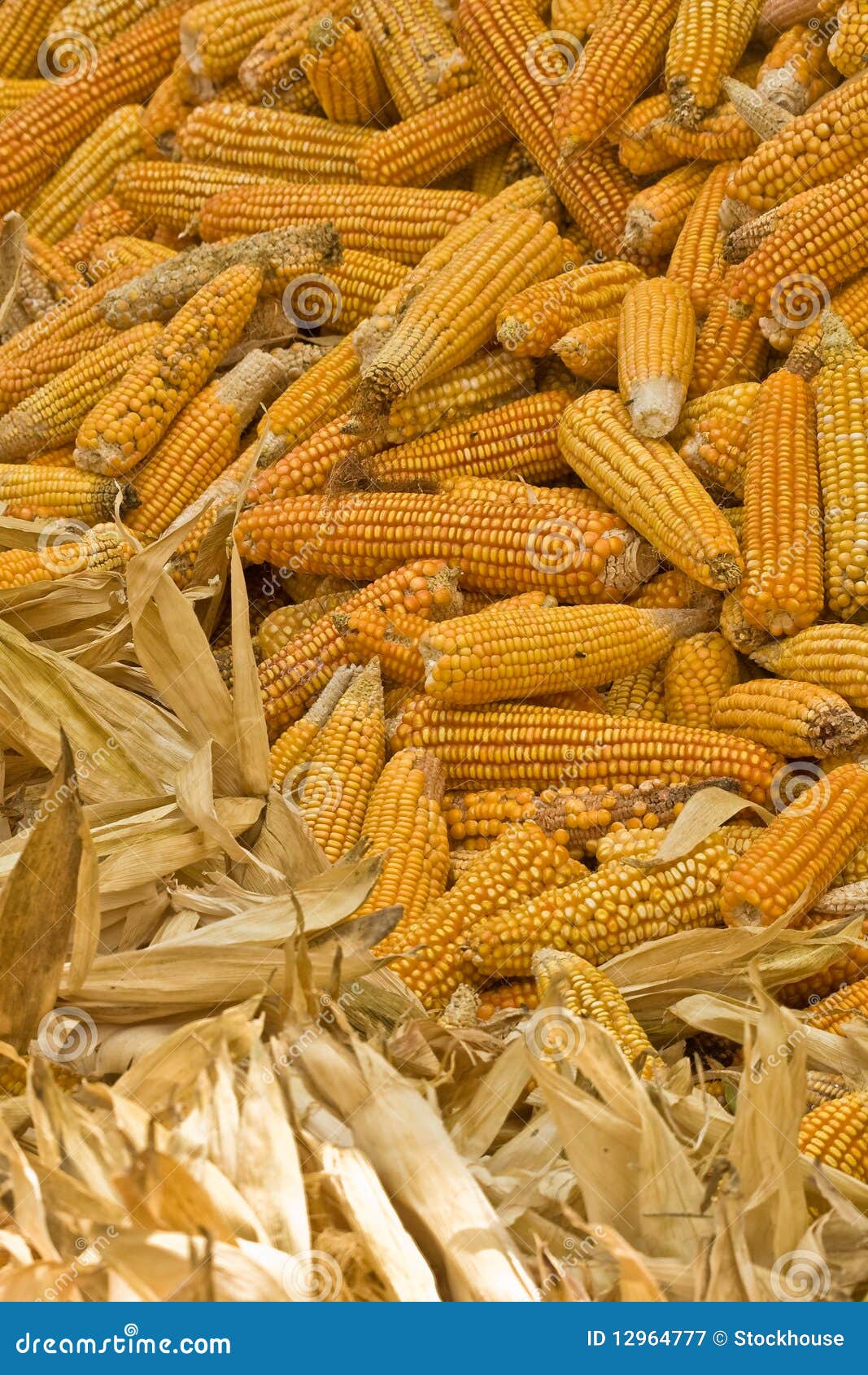 Golden Corn Cobs Drying in Sun Stock Image - Image of sweet, crop: 12964777