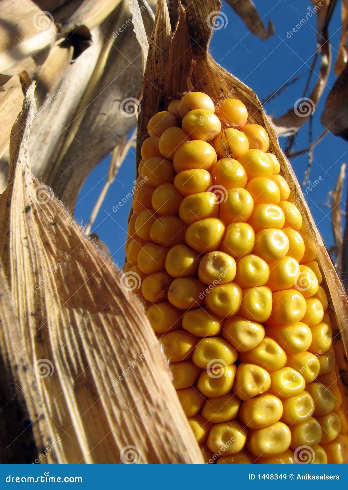 Golden Corn in the Cornfield Stock Image - Image of golden, countryside ...