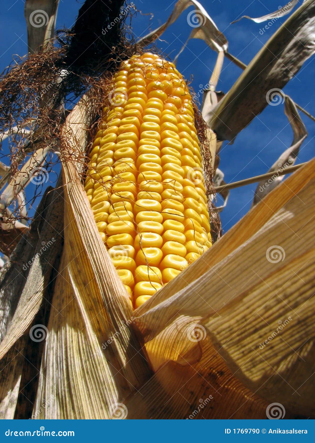 Golden Corn Texture Royalty-Free Stock Photo | CartoonDealer.com #82111113
