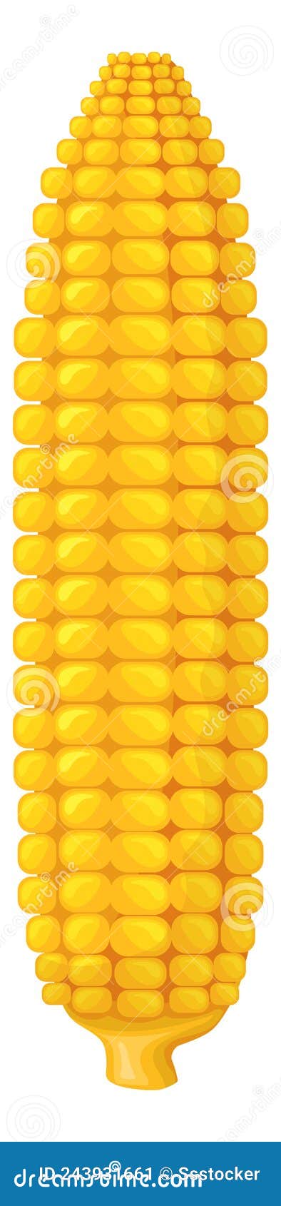 Golden Corn On White Background. Untreated Organic Food. Healthful ...