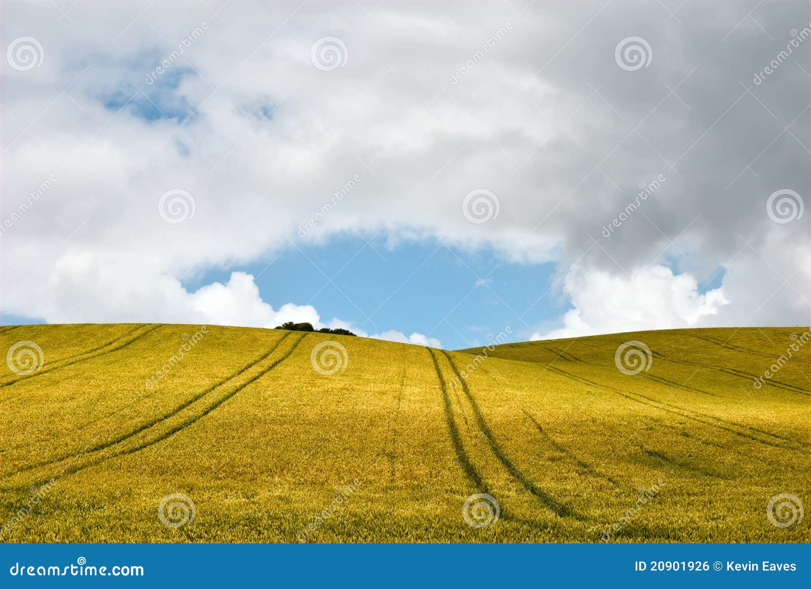 Golden corn field stock photo. Image of outdoor, outdoors - 20901926