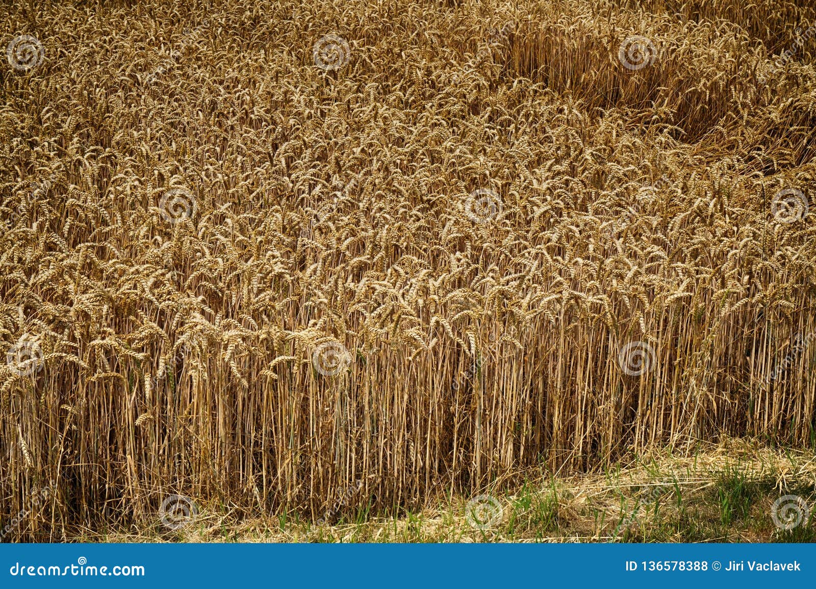 Golden corn field stock photo. Image of growth, rural - 136578388