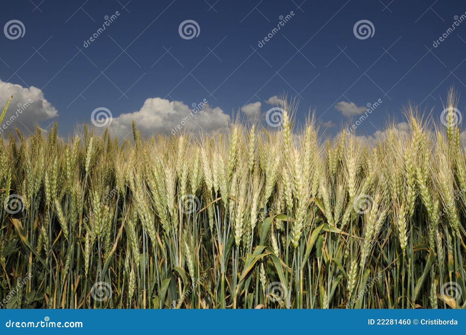 Golden Corn Field with Blue Sky Stock Photo - Image of crop, ripe: 22281460