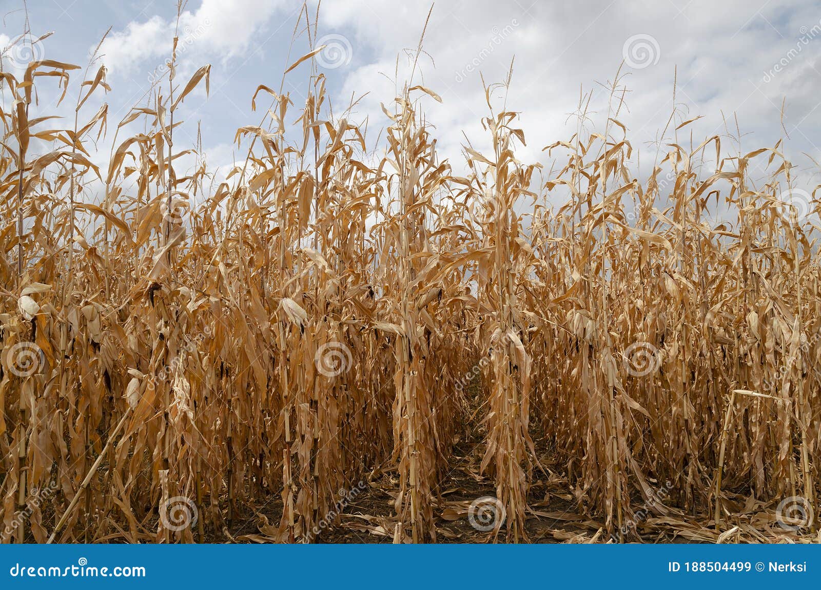 Golden Corn Field in the Bulgaria Stock Image - Image of horizon ...