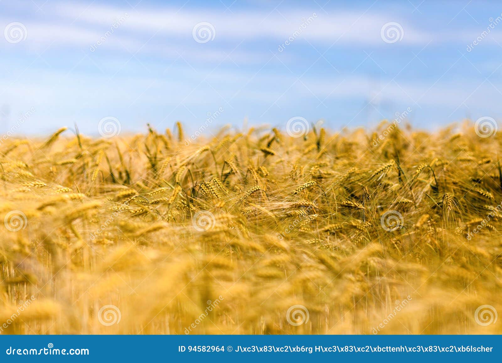 Golden corn field stock photo. Image of leaf, harvest - 94582964