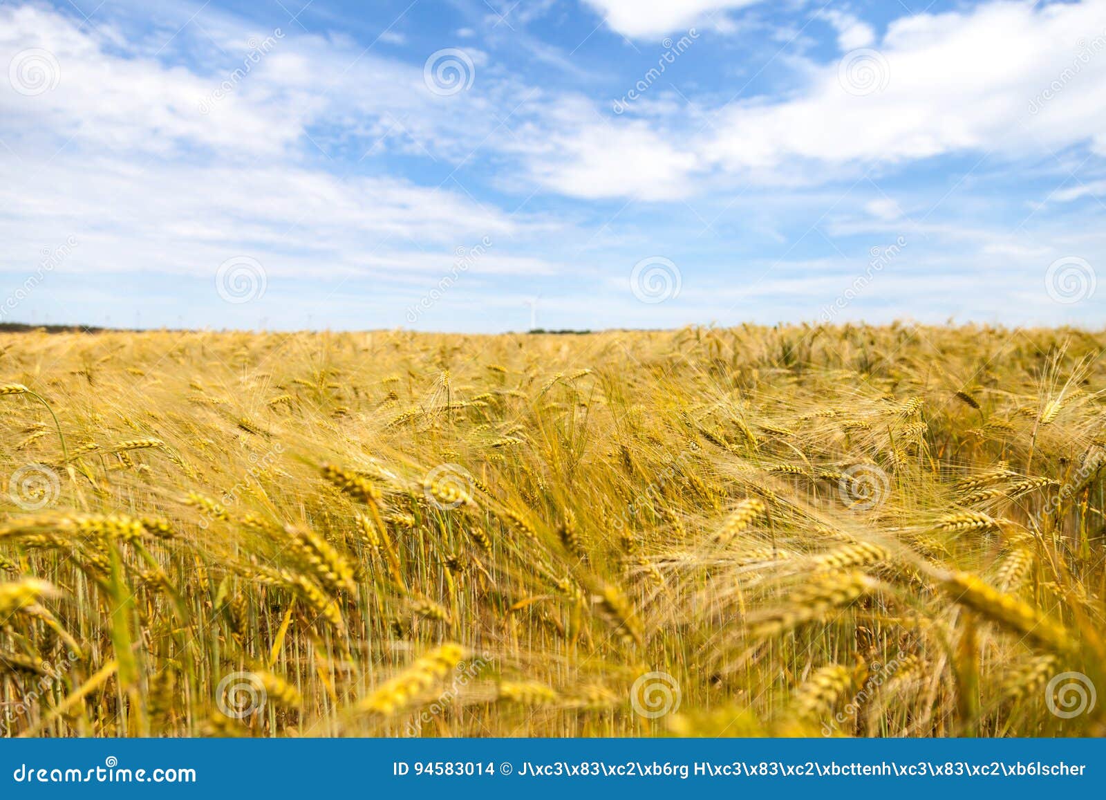 Golden corn field stock photo. Image of blue, natural - 94583014