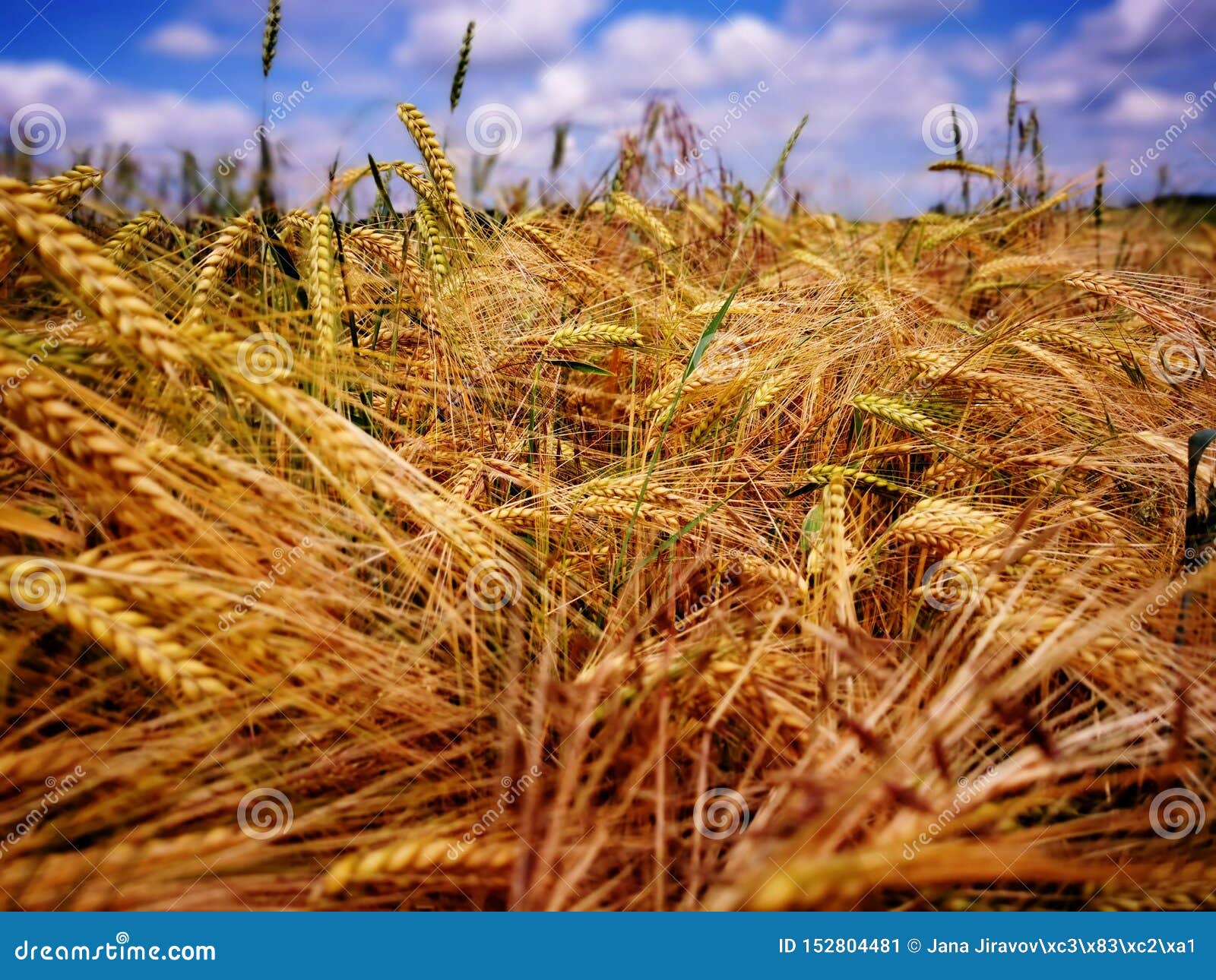 Golden corn field stock image. Image of edfsoft, blue - 152804481