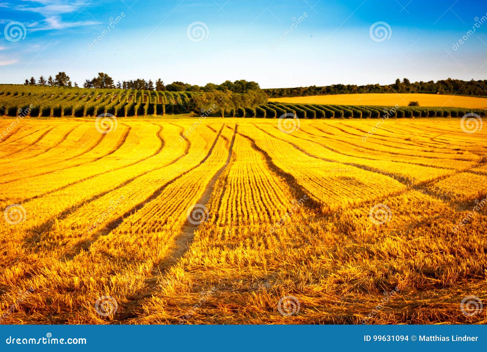 15,414 Golden Corn Field Sunset Stock Photos - Free & Royalty-Free ...