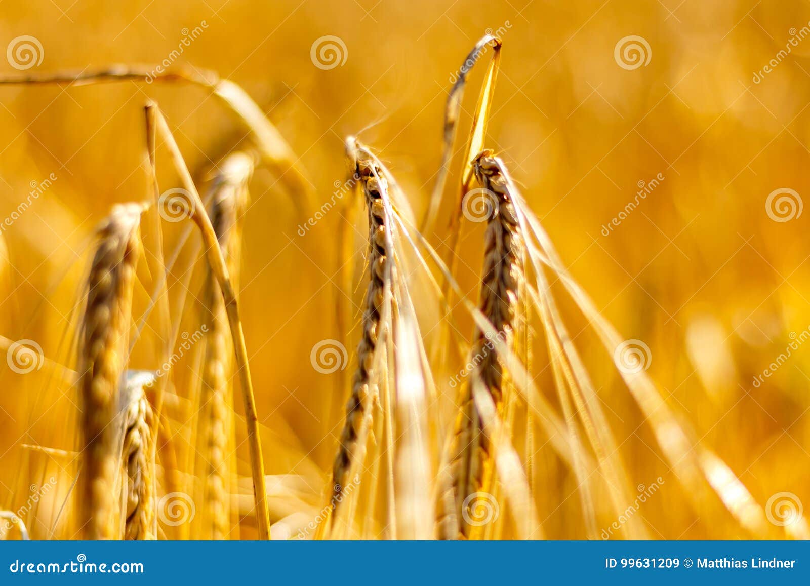 Golden Corn Field in the Sunset Stock Image - Image of country, growing ...
