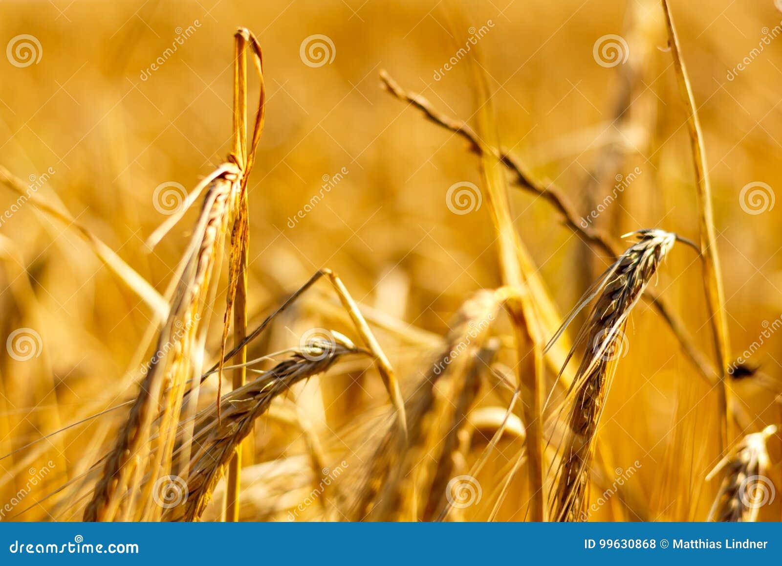 Golden Corn Field in the Sunset Stock Photo - Image of corn, gold: 99630868