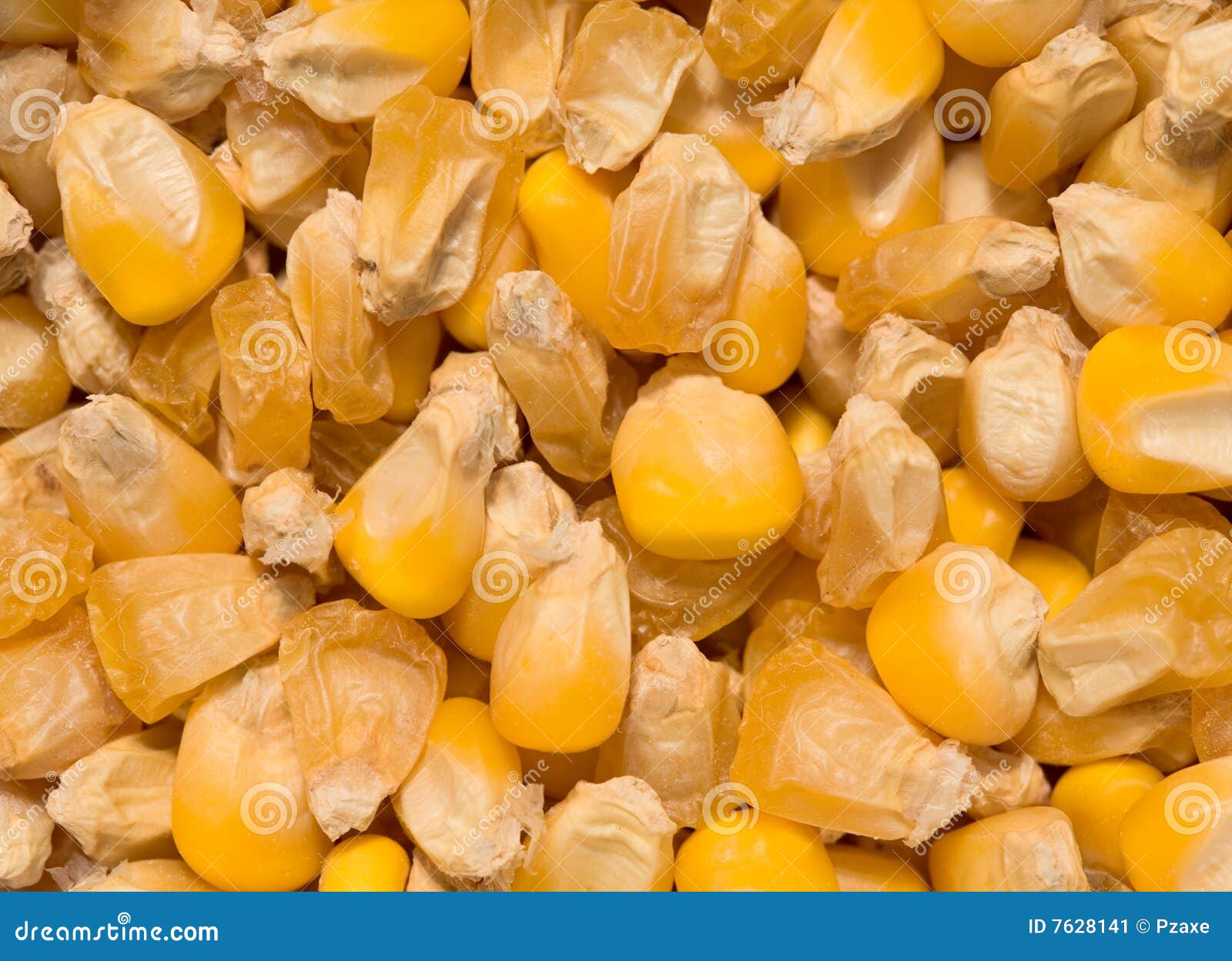 Golden corn grains stock image. Image of food, nature - 7628141