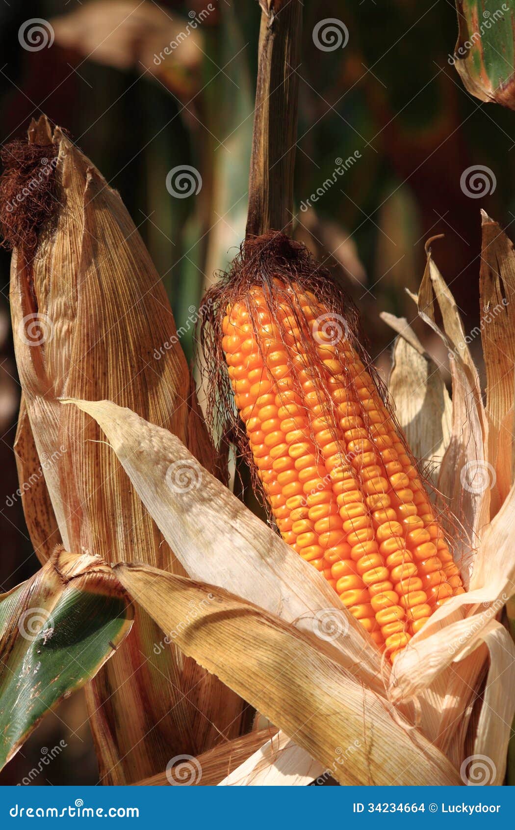 Golden Corn stock photo. Image of husk, golden, orange - 34234664
