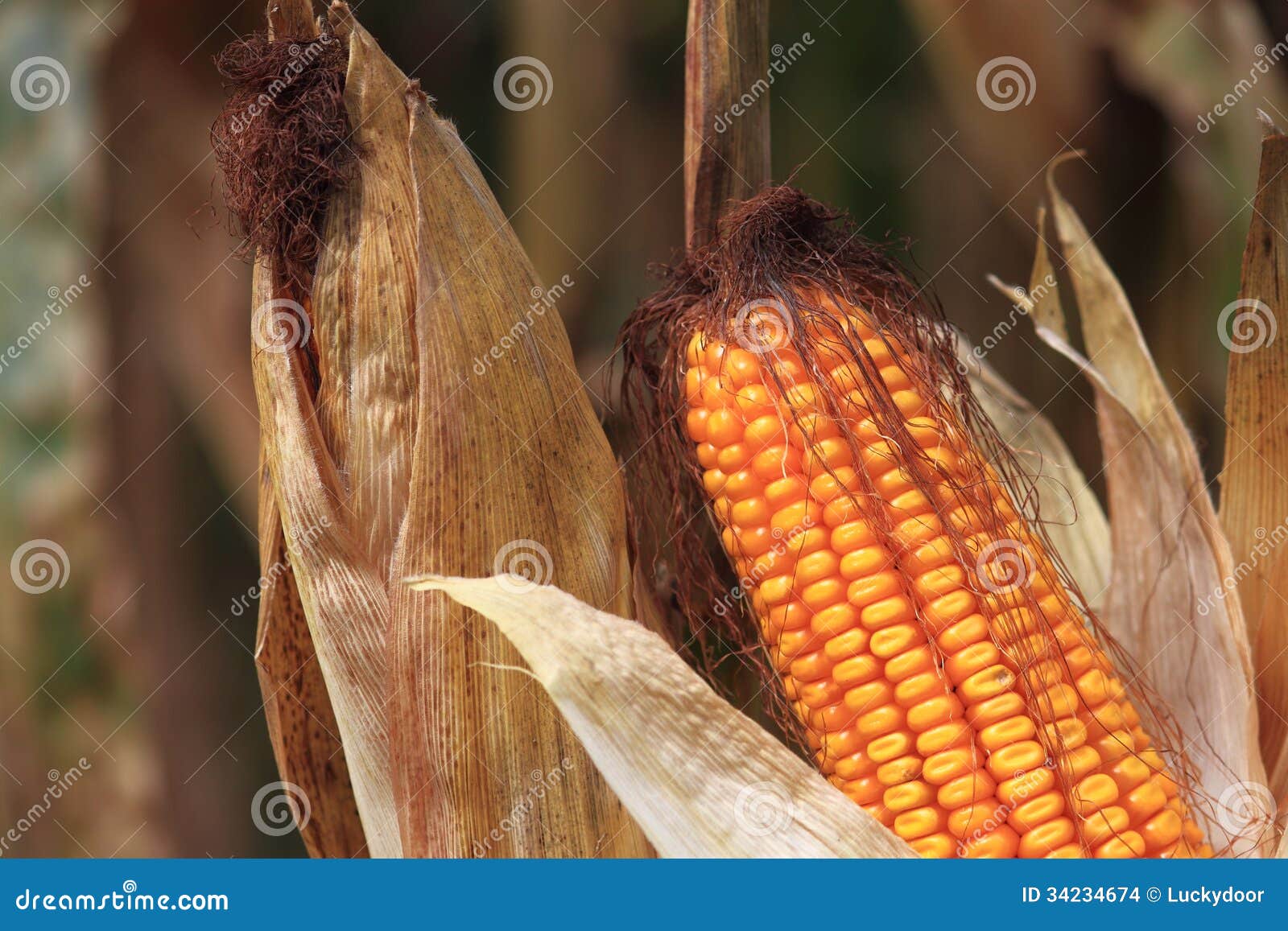 Corn Ears stock photo. Image of farming, yellow, agriculture - 34234674