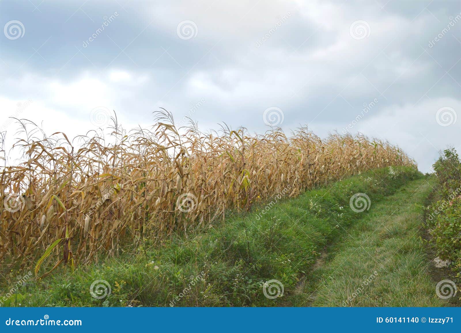 Golden cornfield in autumn stock photo. Image of harvest - 60141140