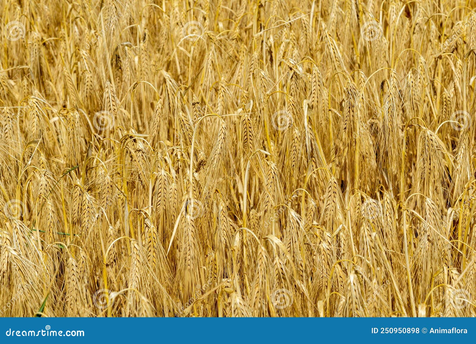 Golden Cornfield Background Macro Texture Stock Photo - Image of ...
