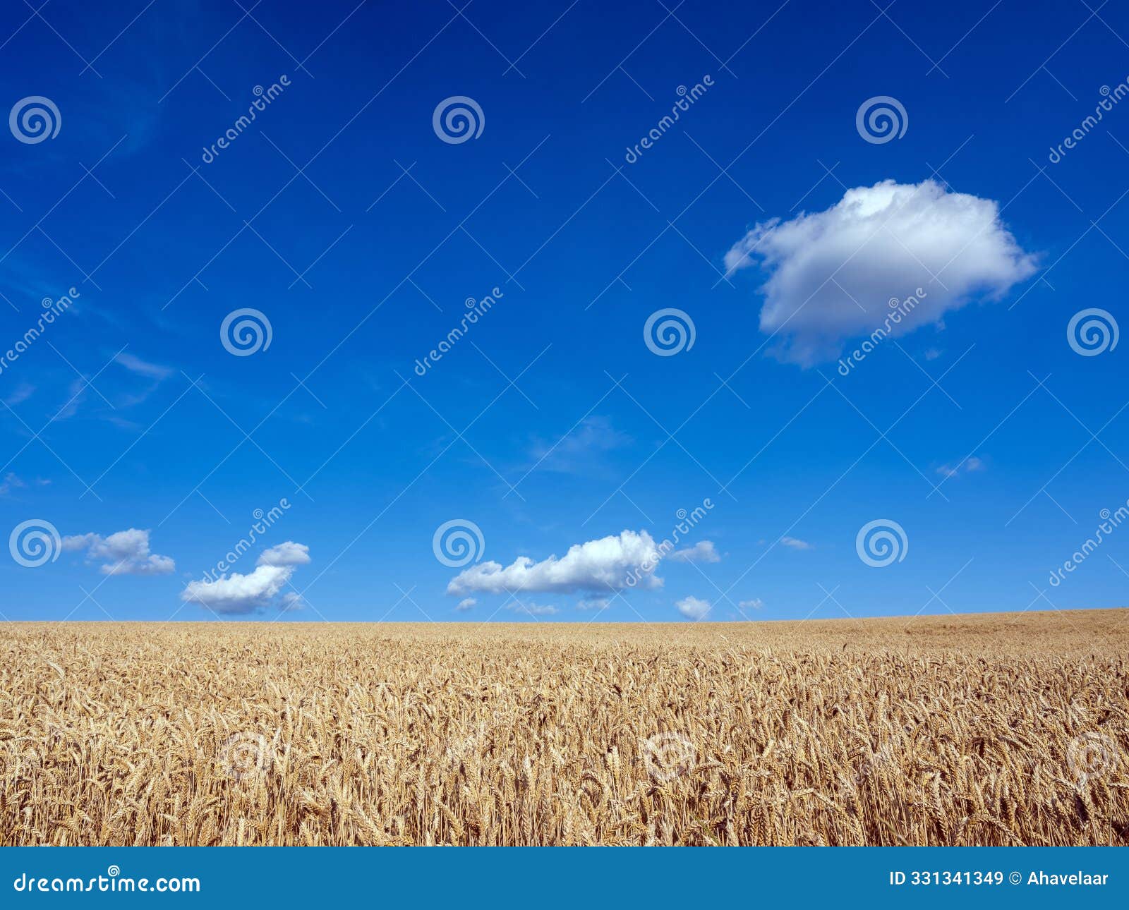 Golden Cornfield and Blue Sky with White Clouds Stock Image - Image of ...