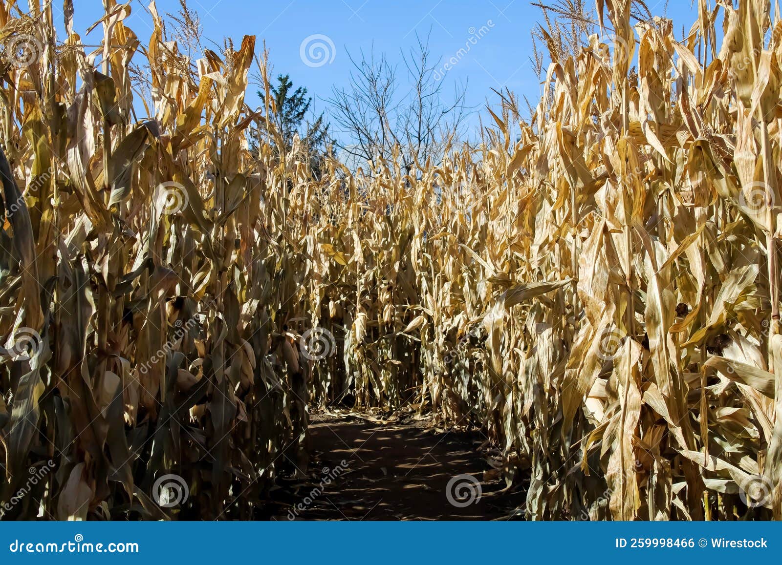 Golden Cornfield from Inside Under Sunlight Stock Photo - Image of blue ...