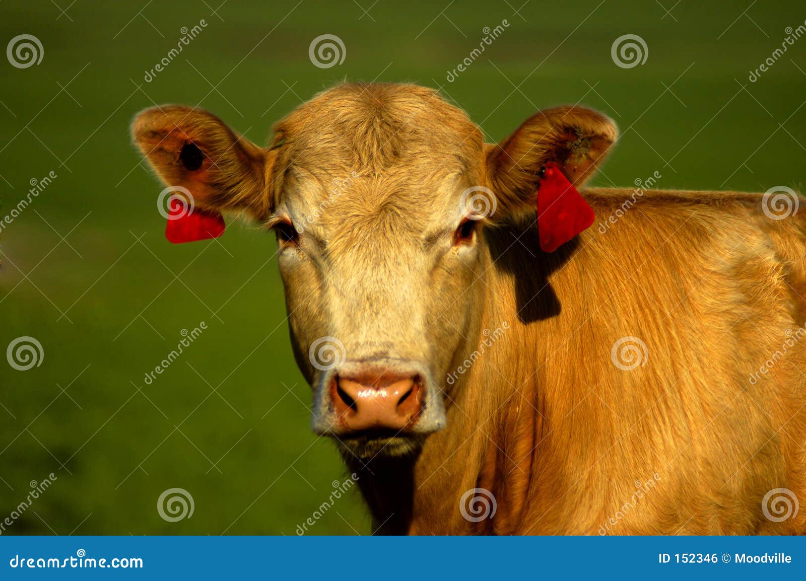 Golden Cow stock photo. Image of country, animal, bovine - 152346