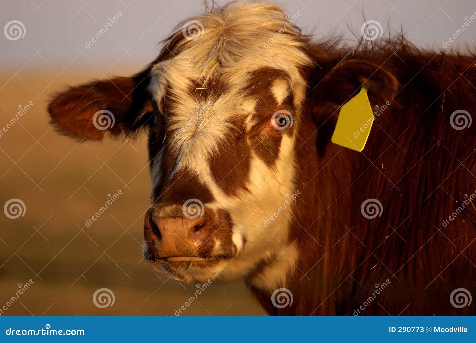 Golden Cow stock image. Image of farming, countryside, agriculture - 290773