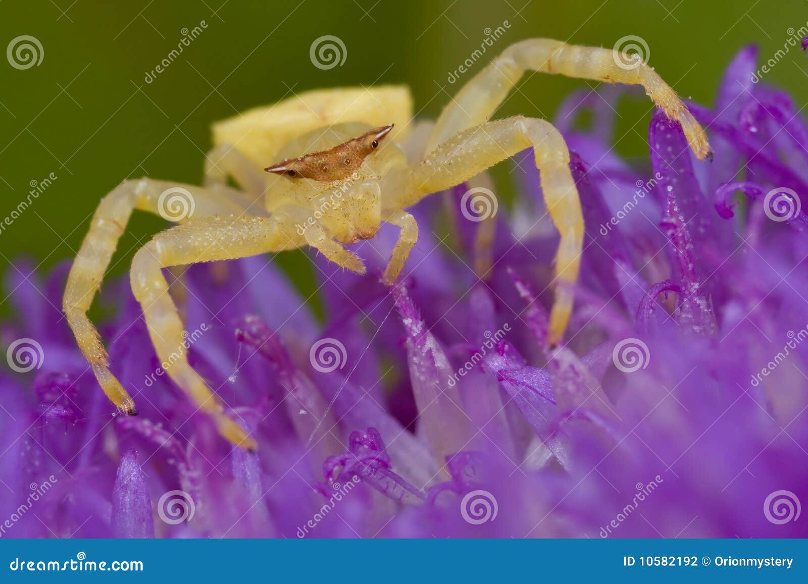 Golden crab spider stock photo. Image of macro, park - 10582192